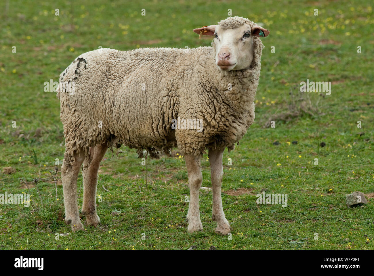 Female sheep hi-res stock photography and images - Alamy