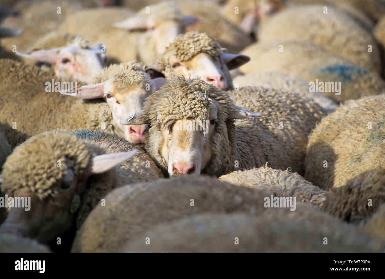 Merino sheep germany hi-res stock photography and images - Alamy