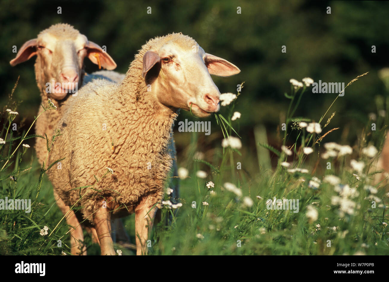 Merino sheep germany hi-res stock photography and images - Alamy