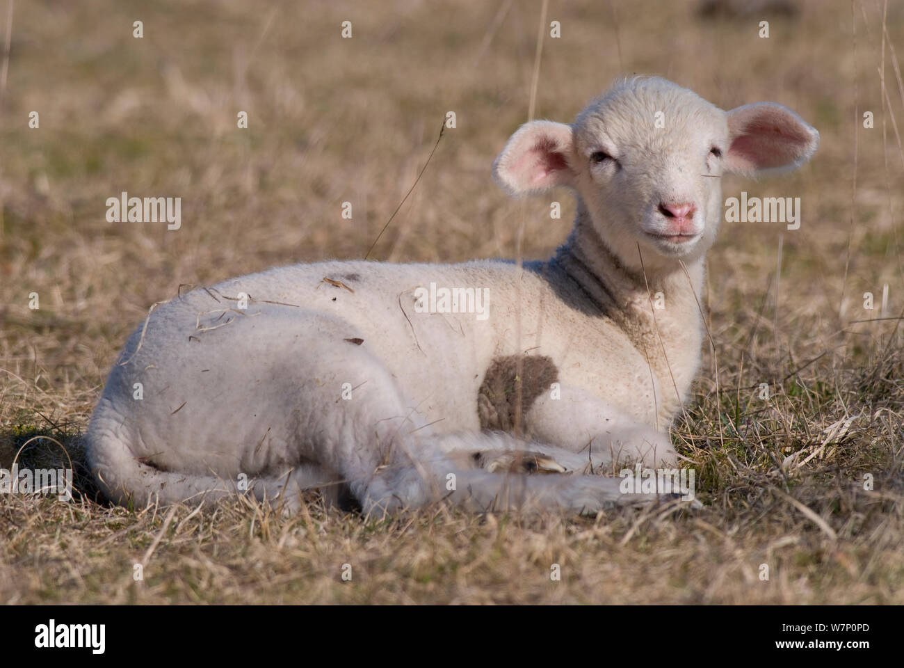 Merino sheep, lamb, Lintlberg, Kelheim county, Bavaria, Germany Stock ...