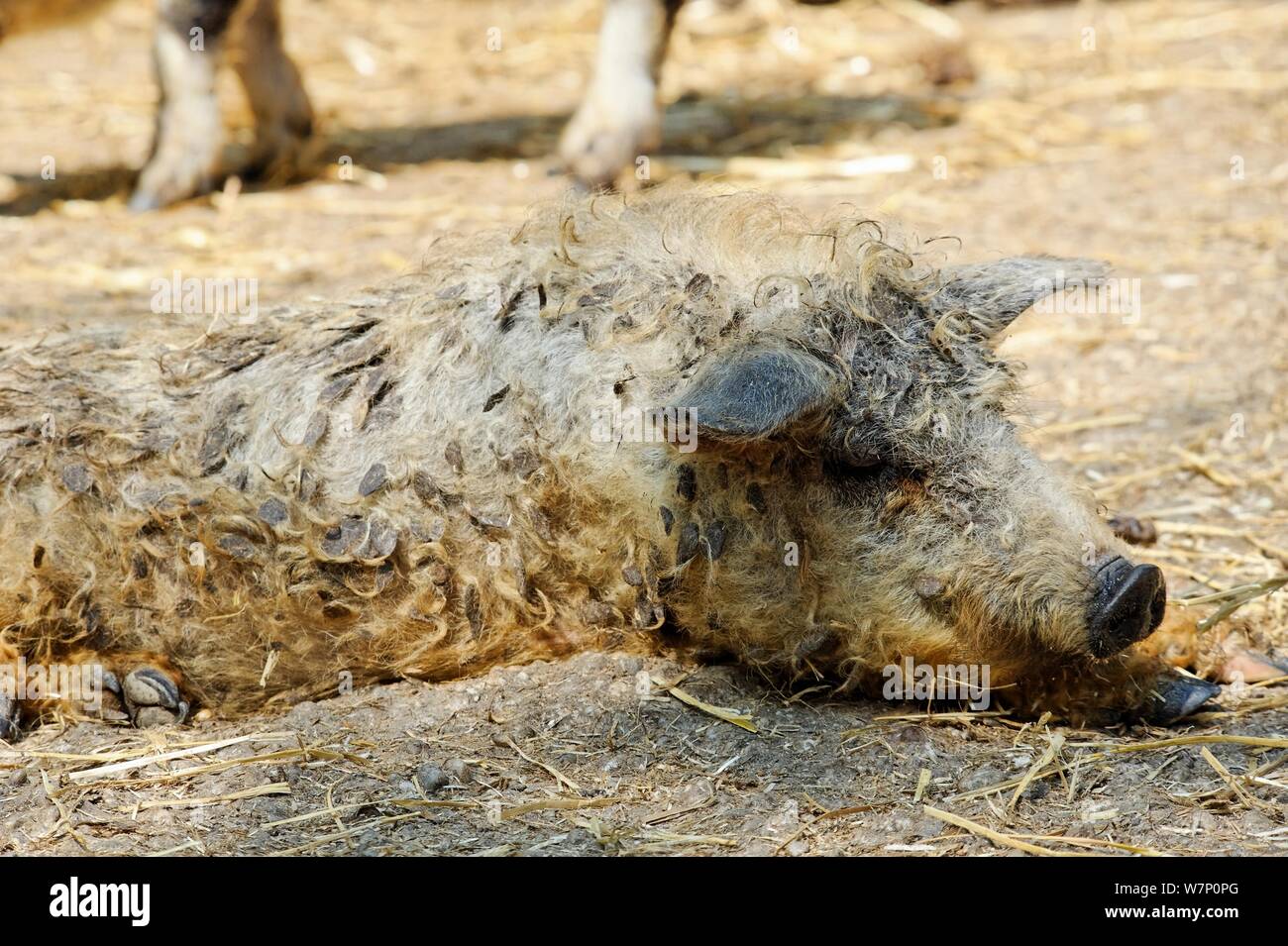 Mangalitsa pig resting, Illmitz, Austria Stock Photo - Alamy