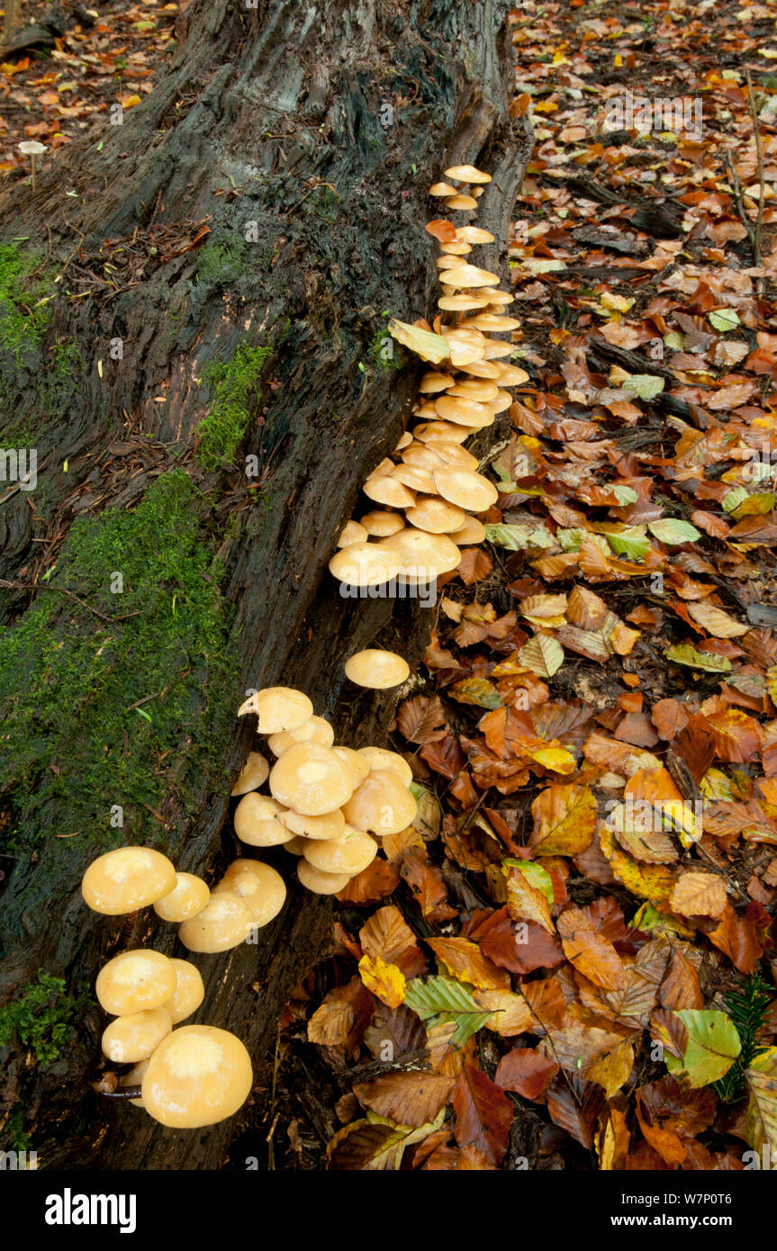 Galerina marginata hi-res stock photography and images - Alamy