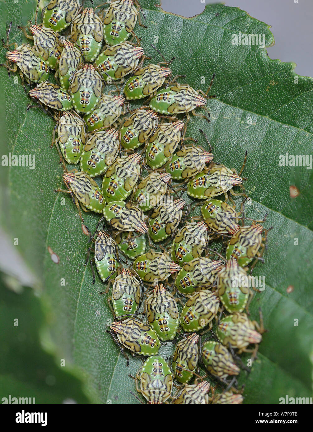 Parent bug (Elasmucha grisea) colony on a leaf, Surrey, England, UK ...