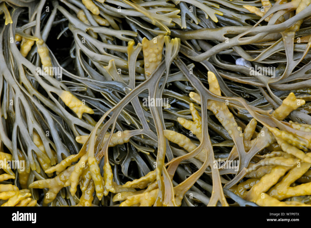 Channelled wrack (Pelvetia canaliculata), Devon, England, UK, July ...