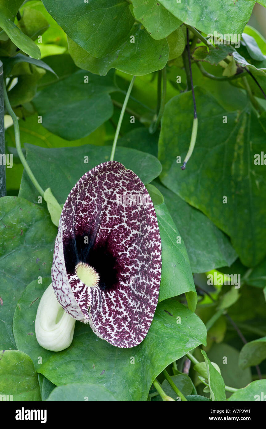 Calico flower (Aristolochia elegans Stock Photo - Alamy