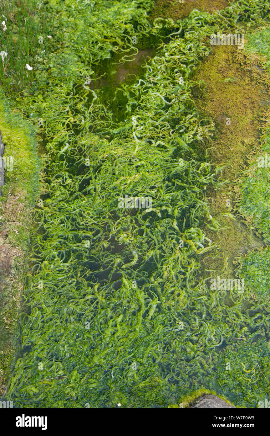 Enteromorpha intestinalis hi-res stock photography and images - Alamy