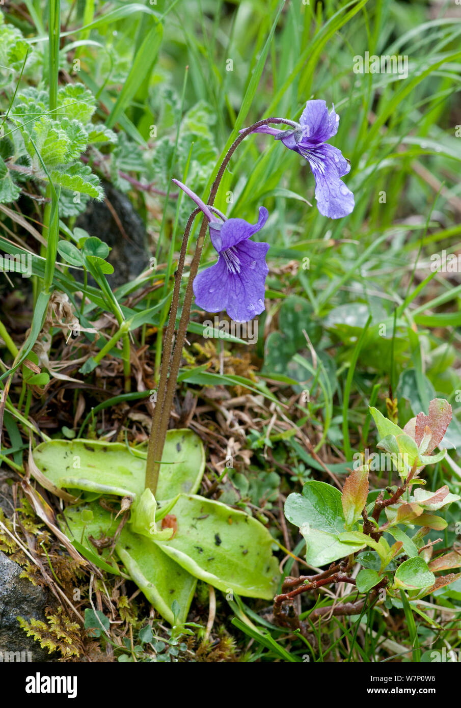 Pinguicula Grandiflora