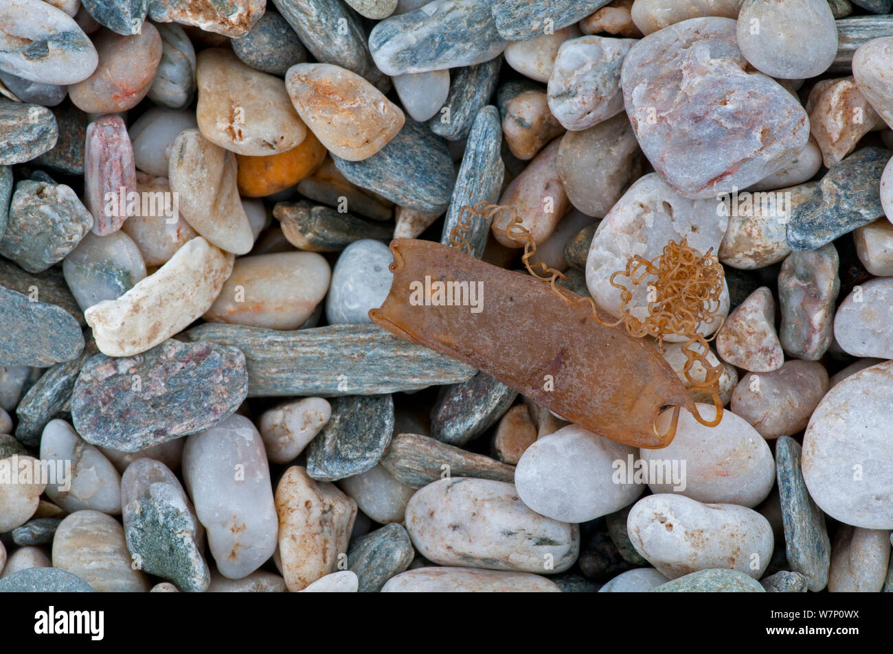 A Mermaid's purse, the egg case of Dogfish (Scyliorhinus canicula ...