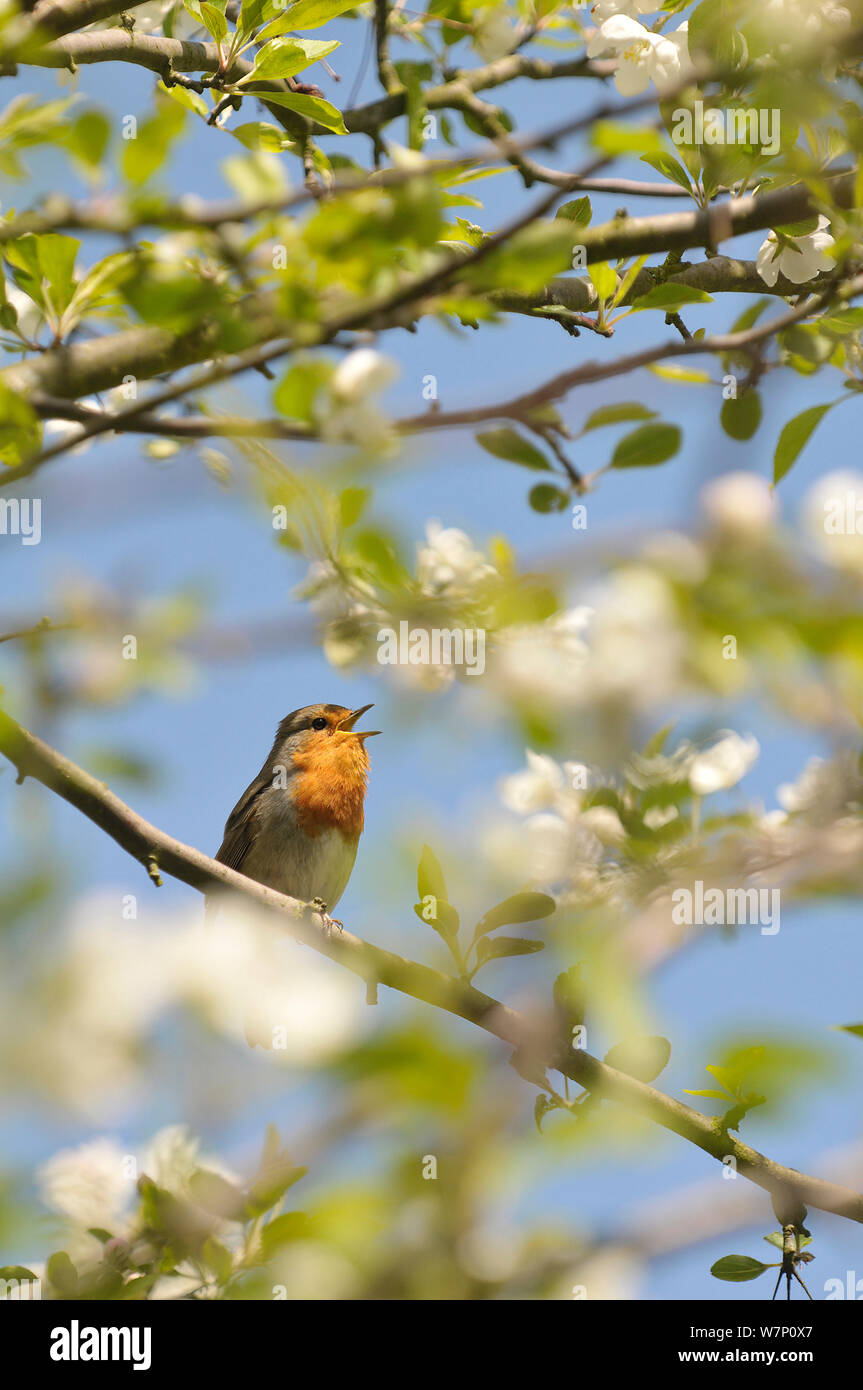 Robin (Erithacus rubecula) singing in Apple tree (Malus), May Stock ...