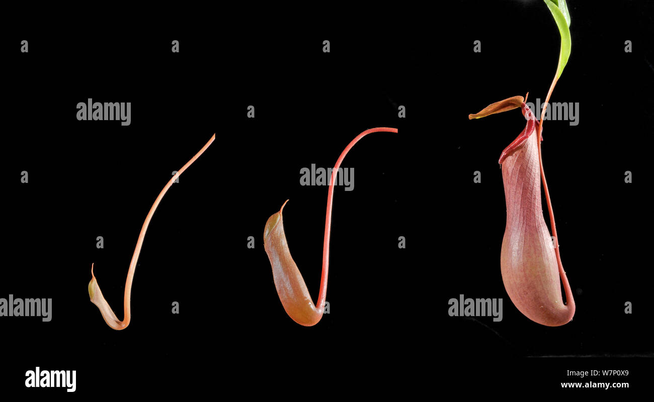 Pitcher Plant Diagram Photo