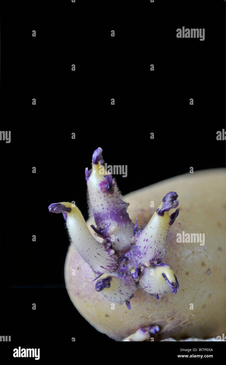 Chitted Potato (Solanum tuberosum), showing young shoots, April Stock ...