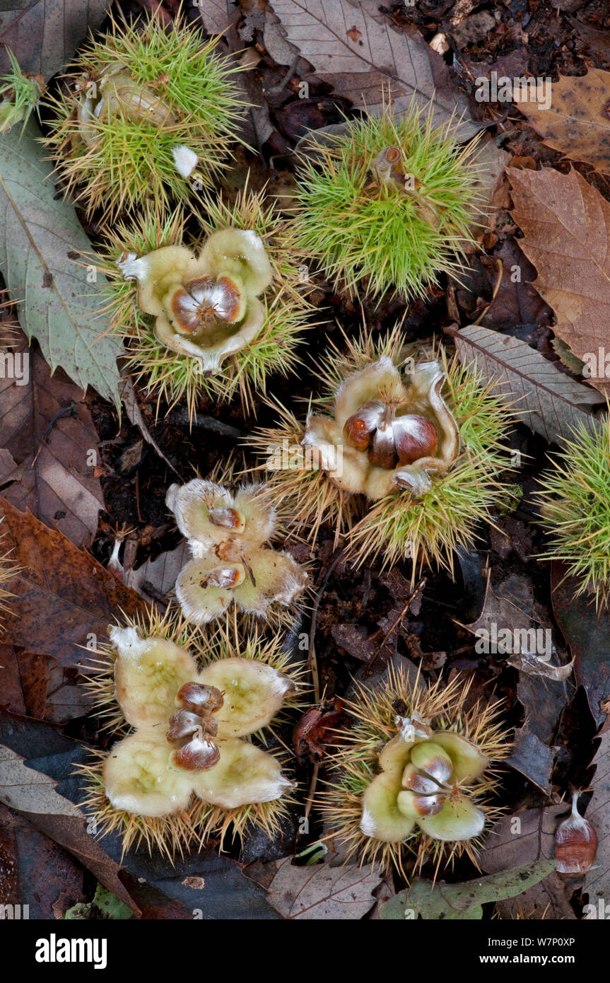 Fruit plants hi-res stock photography and images - Alamy