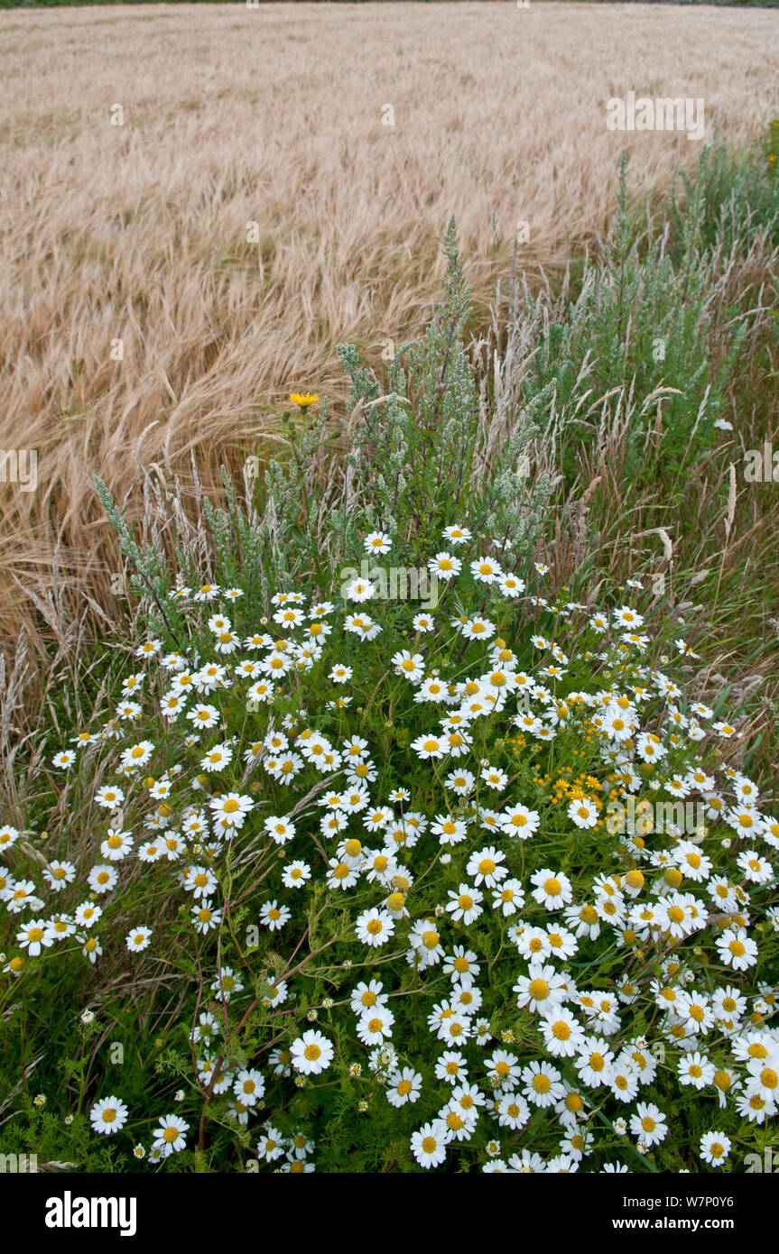 Wildflowers, including Ox eye daisies (Leucanthemum vulgare) left to ...