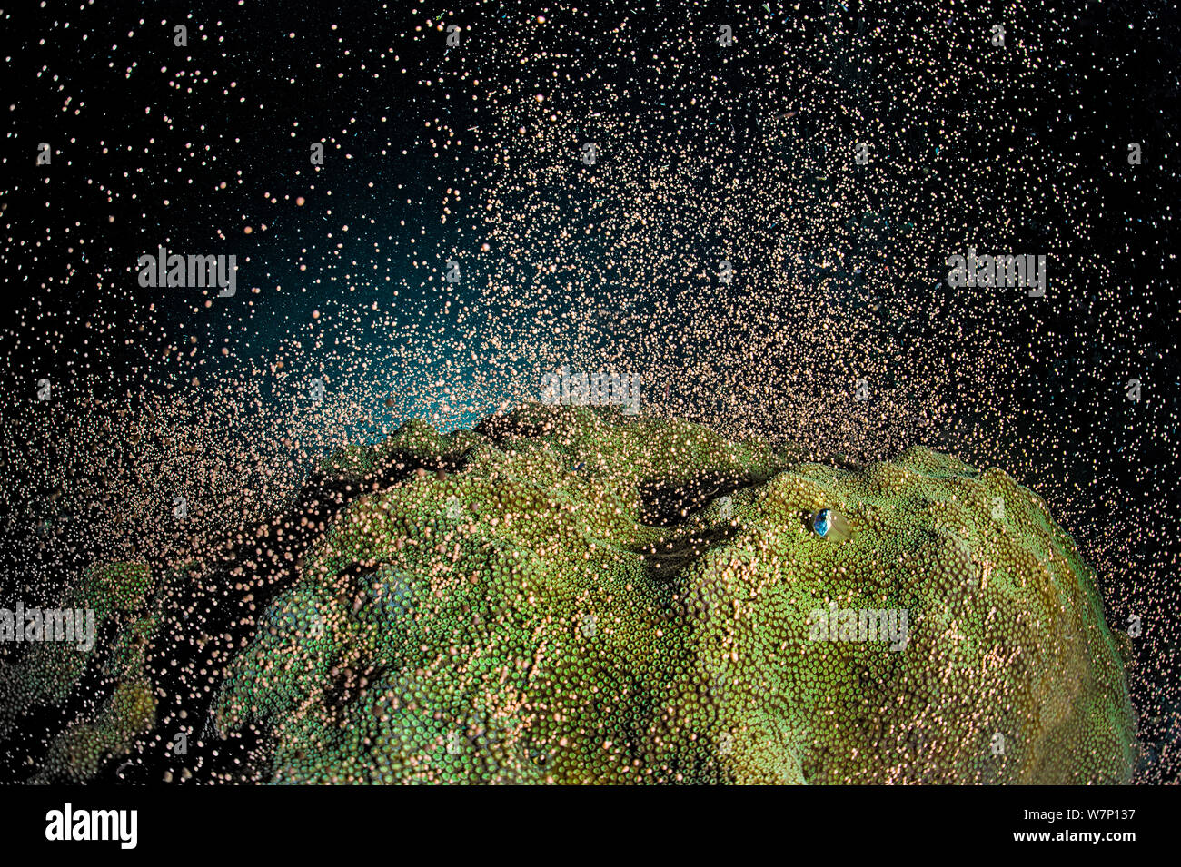 Coral reef synchronous spawning hi-res stock photography and images - Alamy