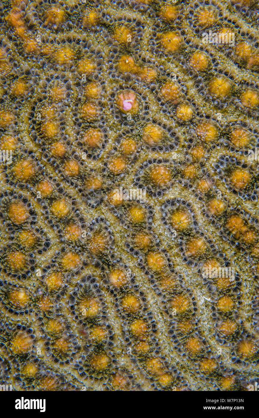 Brain coral reefs hi-res stock photography and images - Alamy
