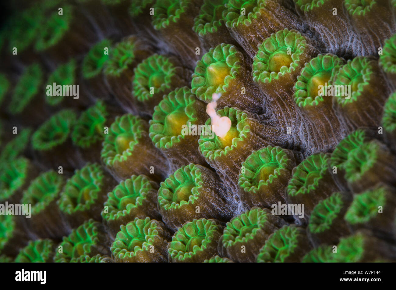 Mountainous star coral hi-res stock photography and images - Alamy