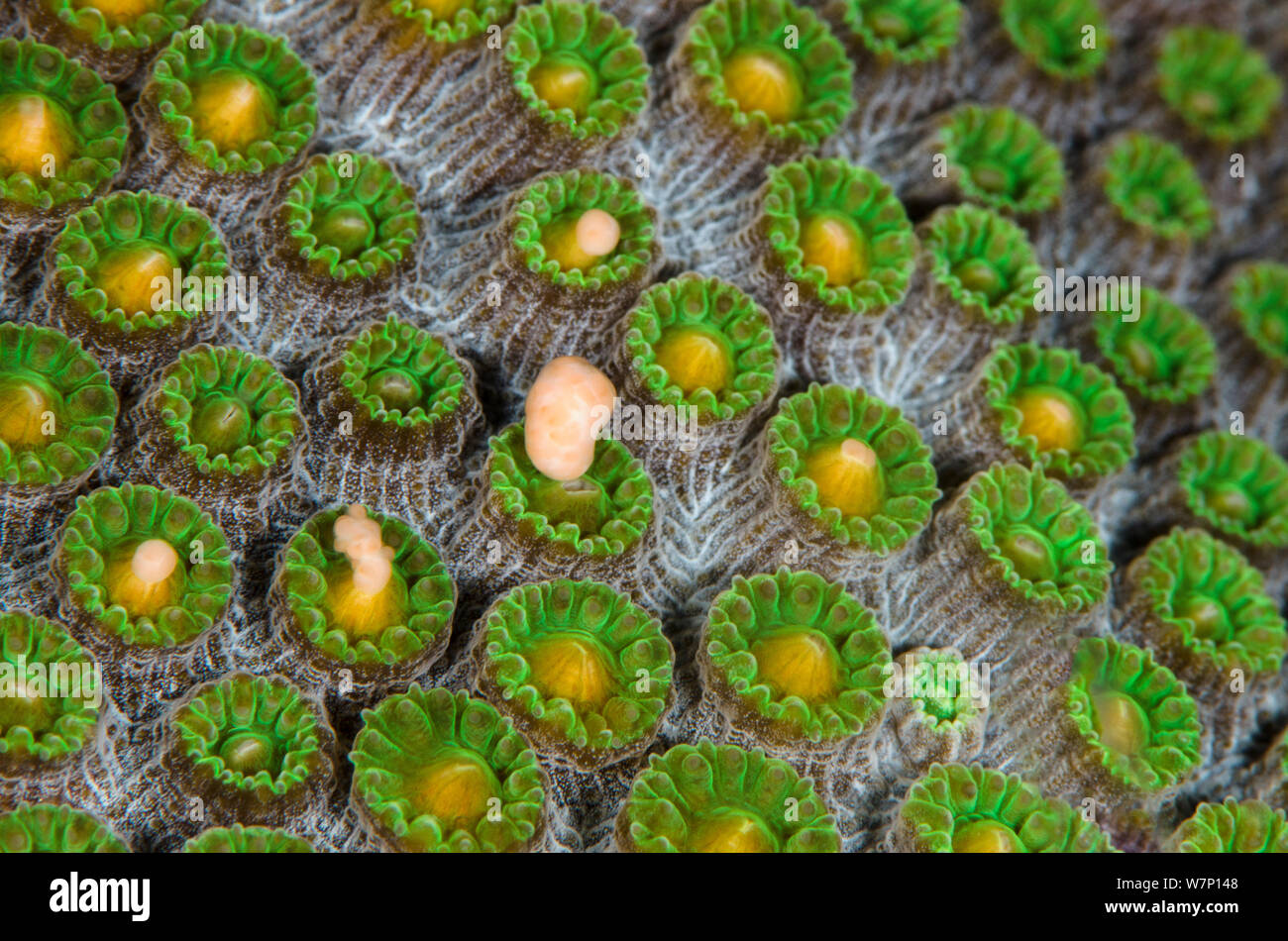 A Mountainous star coral (Montastraea faveolata) spawning at night ...