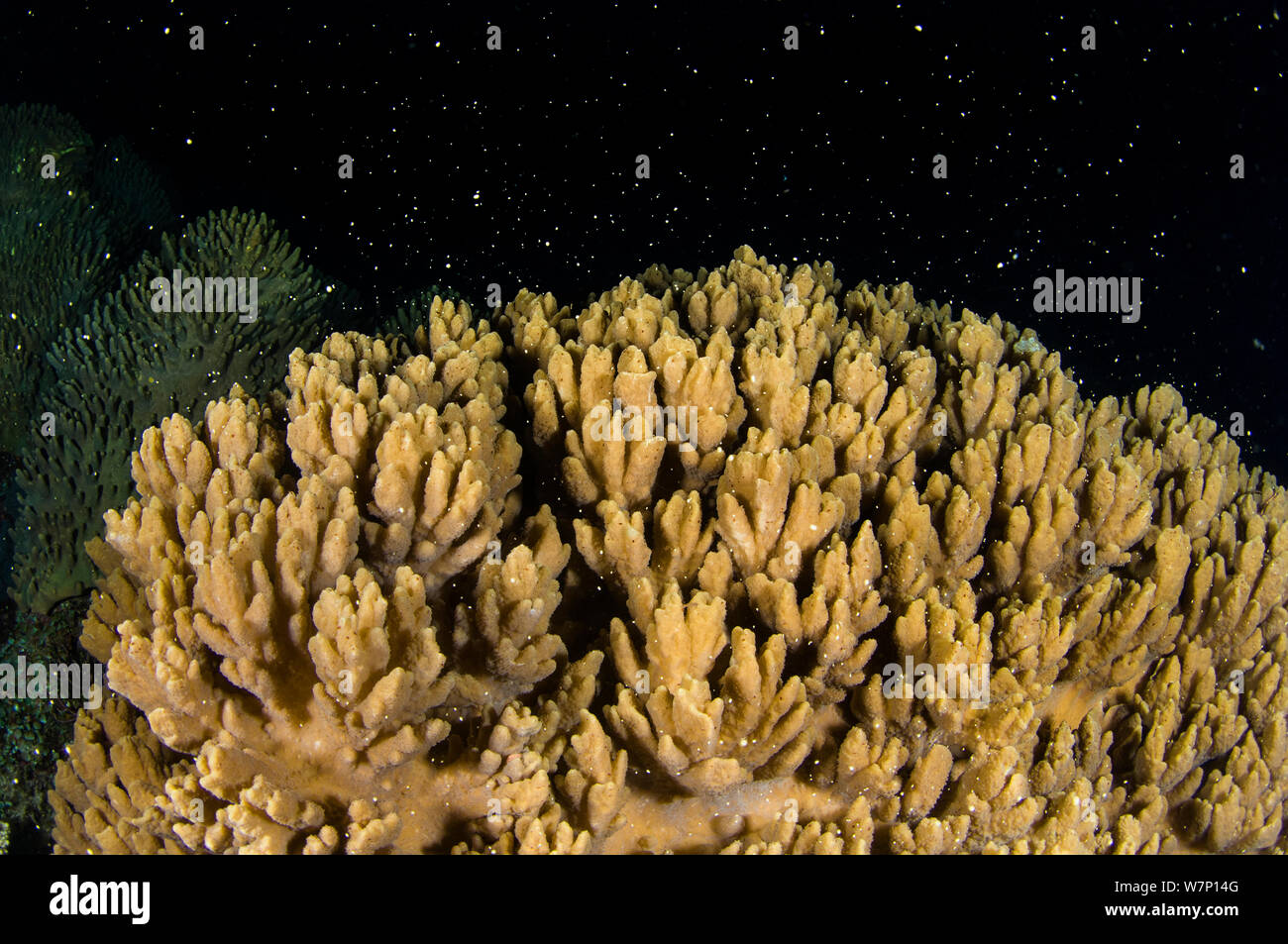 A Knobby leather coral (Sinularia) spawning at night, Raja Ampat, West ...