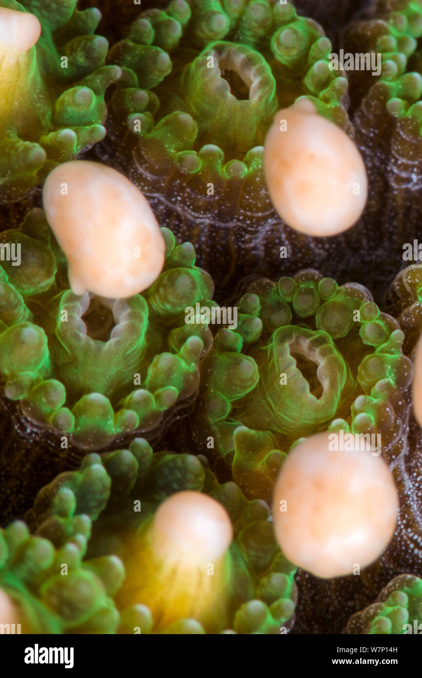 A Mountainous star coral (Montastraea faveolata) spawning at night ...