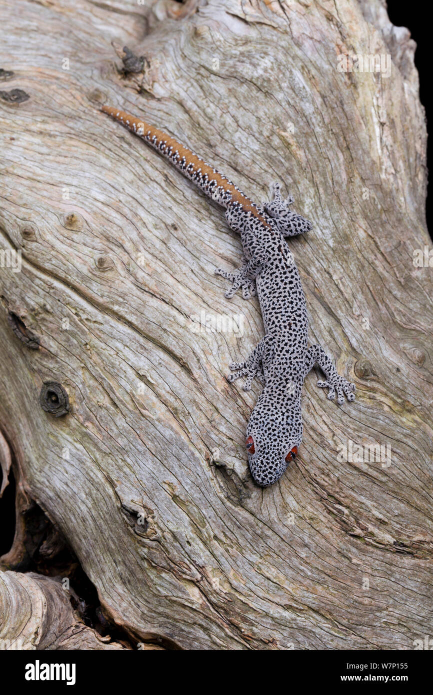 Golden spiny tailed gecko hi-res stock photography and images - Alamy
