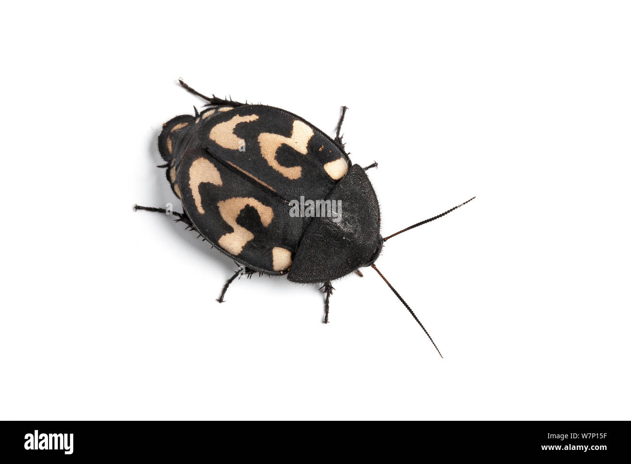 Question-mark cockroach (Therea olegrandjeani). Endemic to India Stock ...