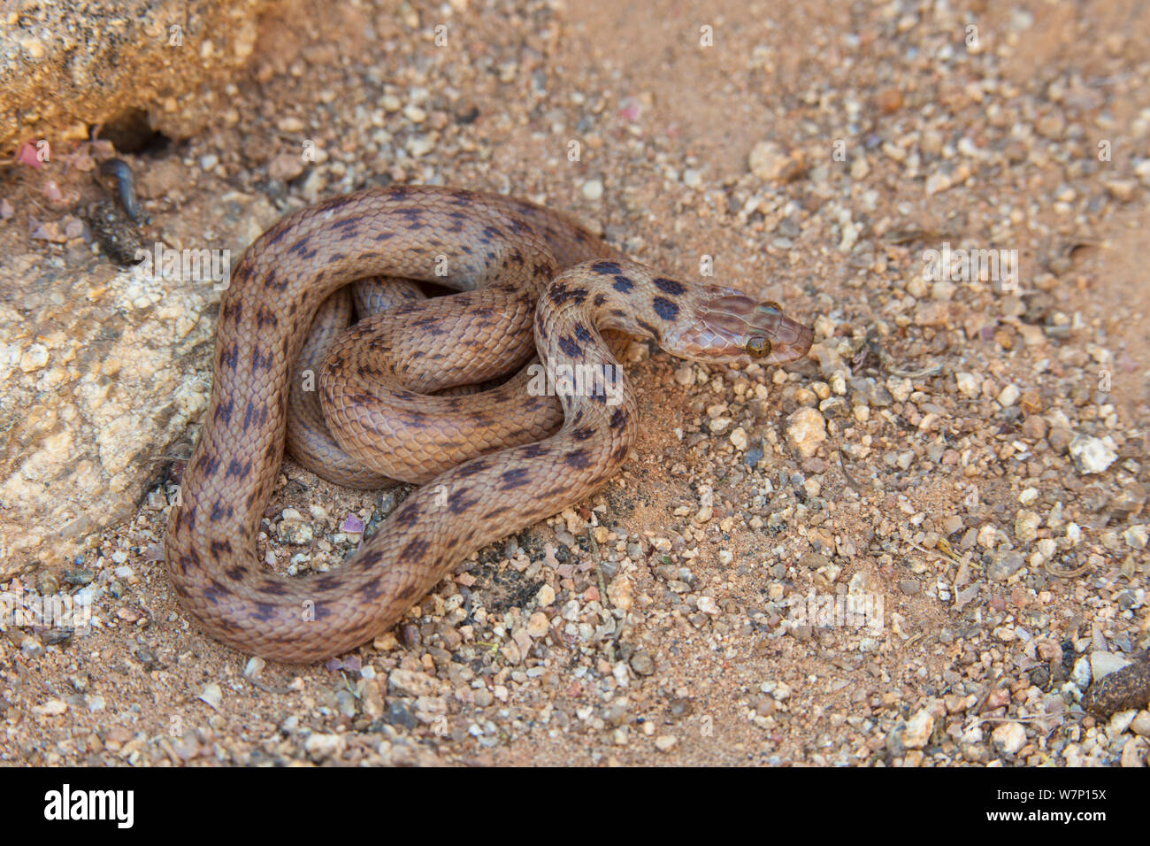 South African Split Snake