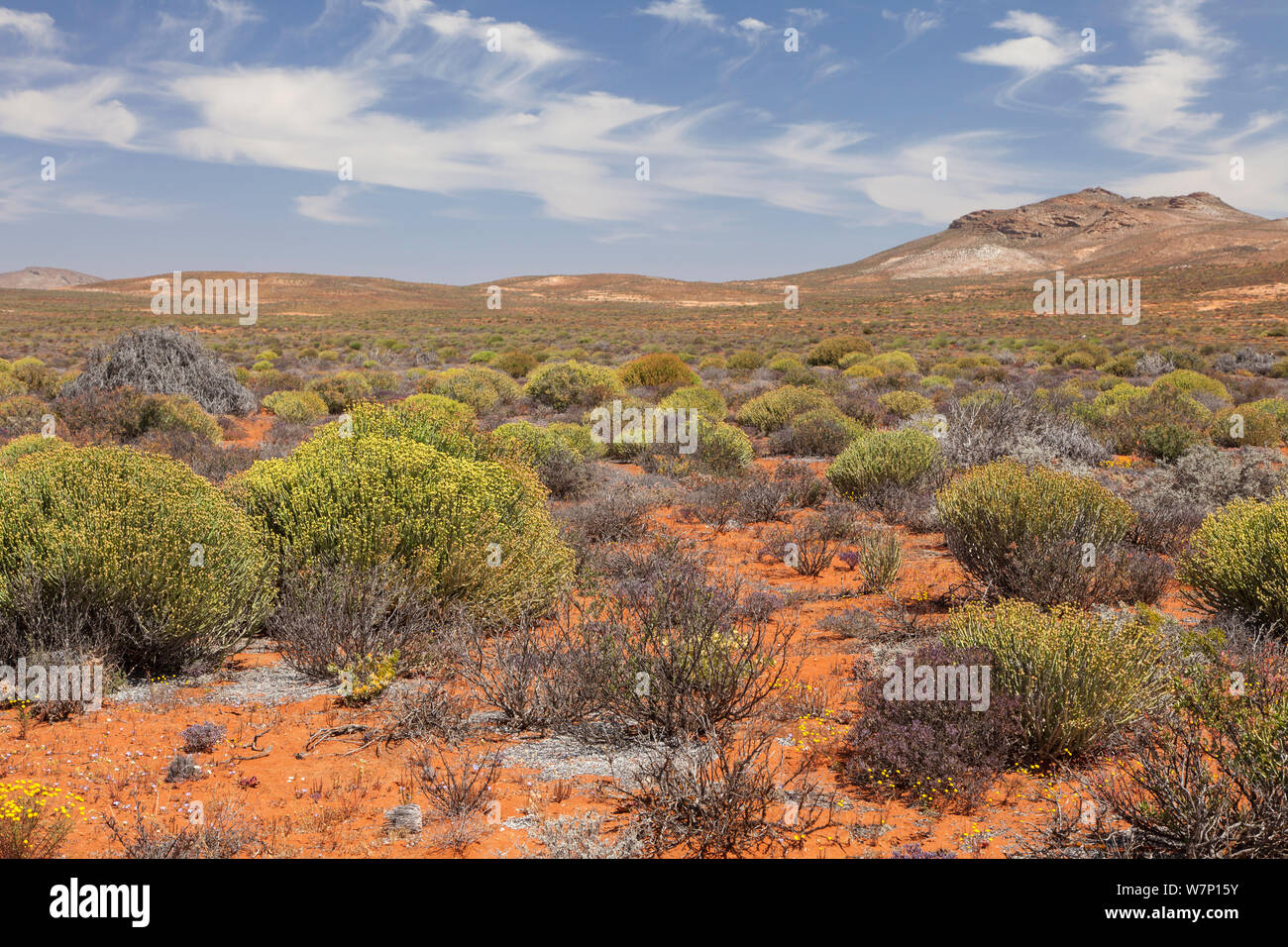 Landscape of succulent karoo / veldt habitat. Near Springbok ...