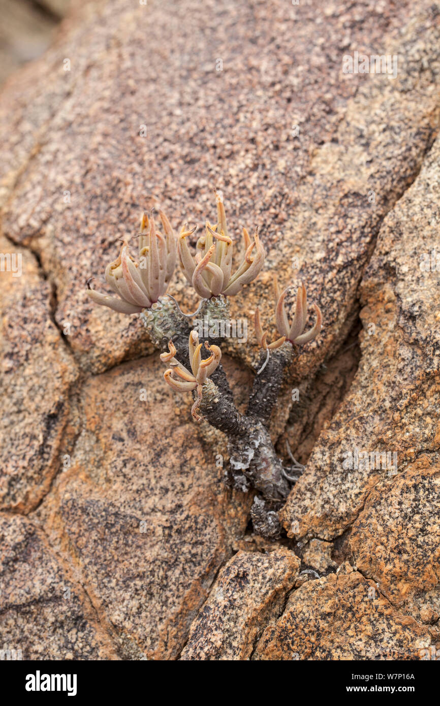 Tylecodon Succulent Plant (Tylecodon wallichii). Richtersveld, South ...