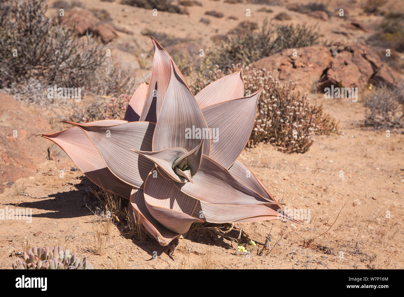 Coral Aloe (Aloe striata). Richtersveld, South Africa, October Stock ...