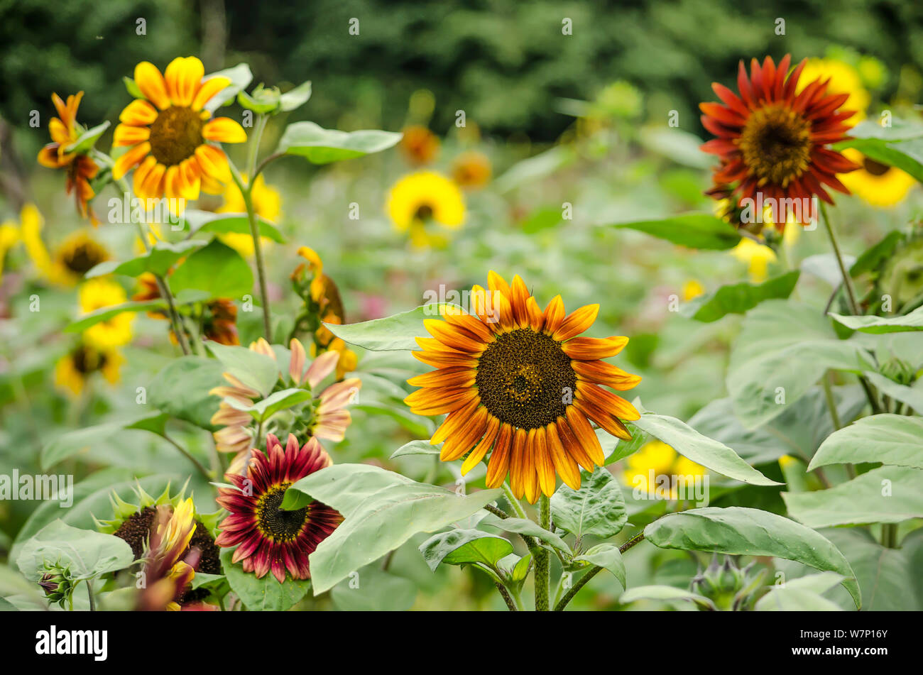 Flower bed with sunflowers in various colors in a garden in mid-summer ...