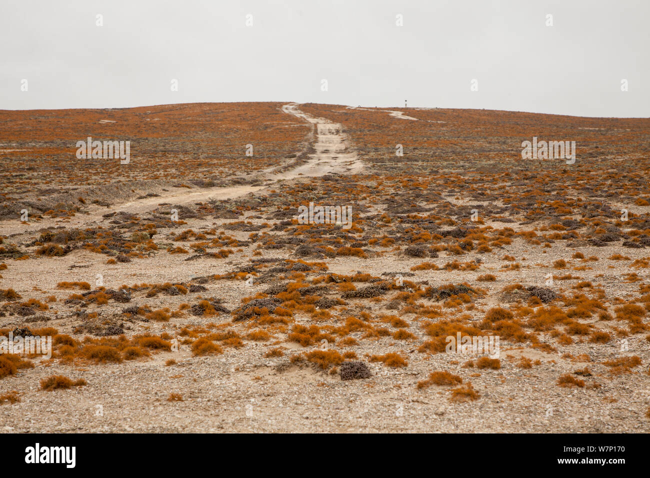 Lichen fields near Alexander Bay, Northern Cape, South Africa, October ...