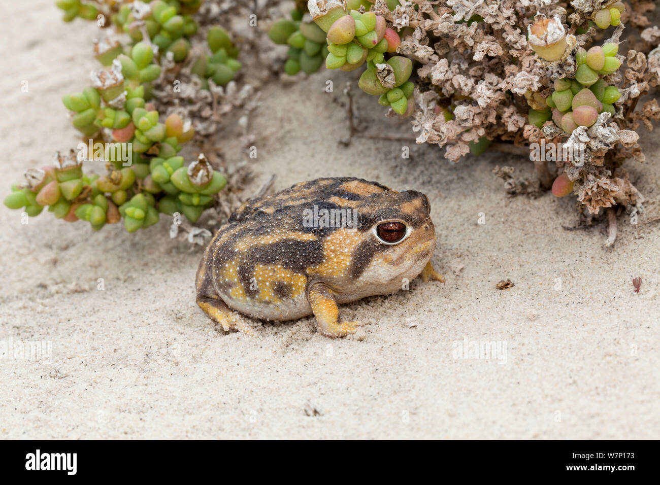 South africa frogs hi-res stock photography and images - Alamy