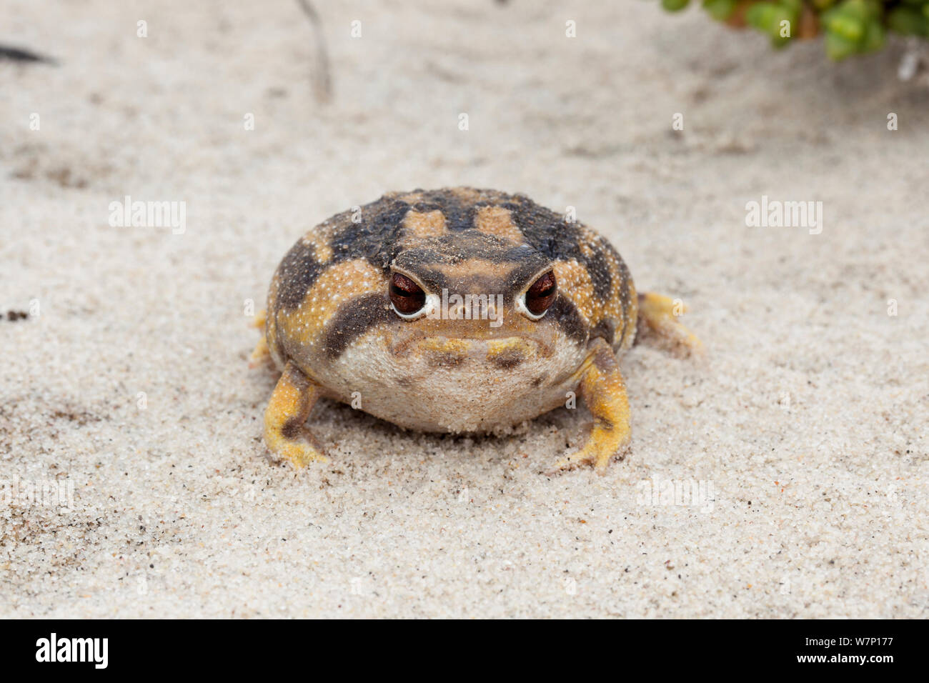 Namaqua Rain Frog (Breviceps namaquensis) portrait. Port Nolloth, South ...