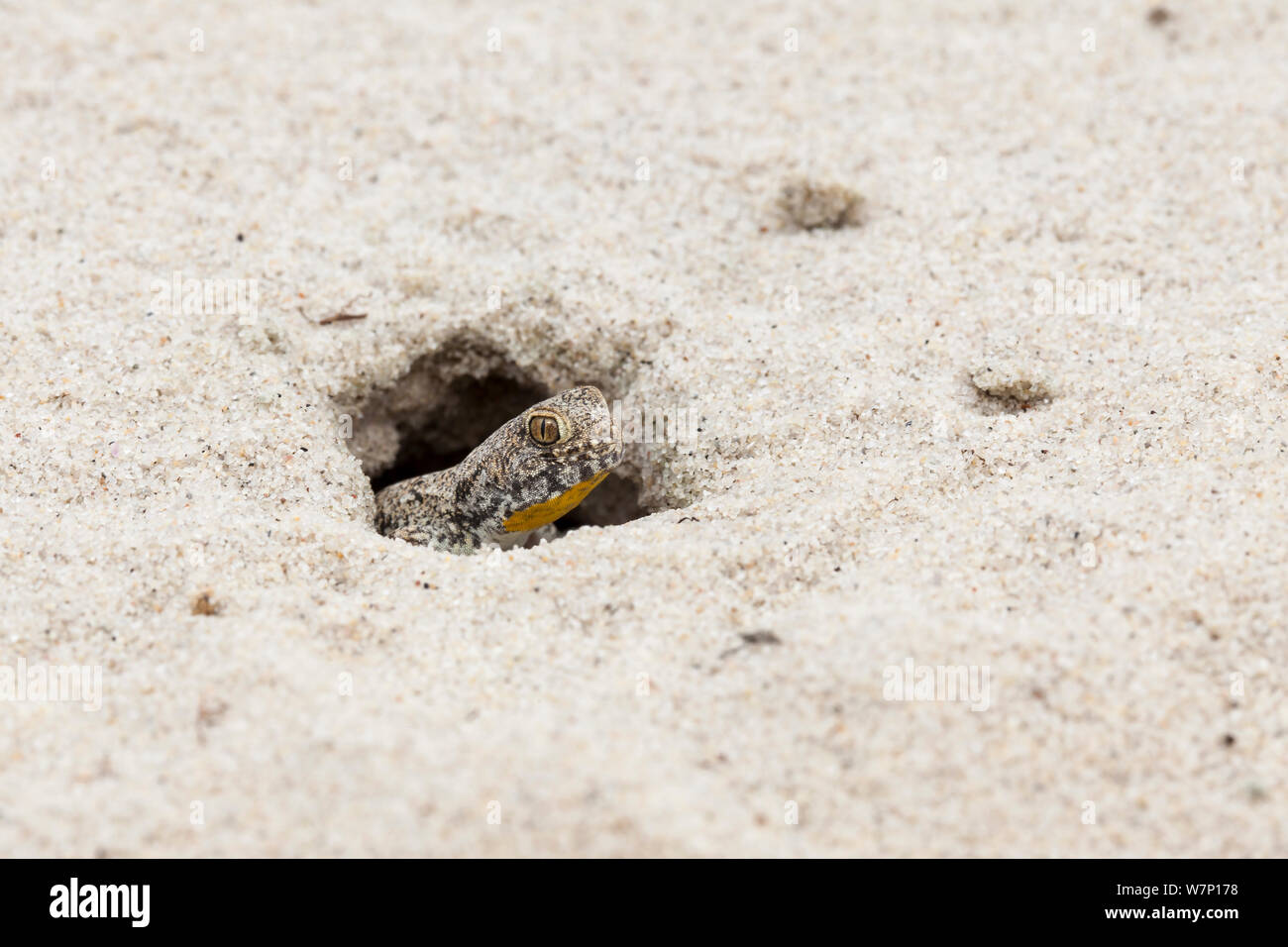 Common Barking Gecko (Ptenopus garrulus) male at entrance to burrow ...