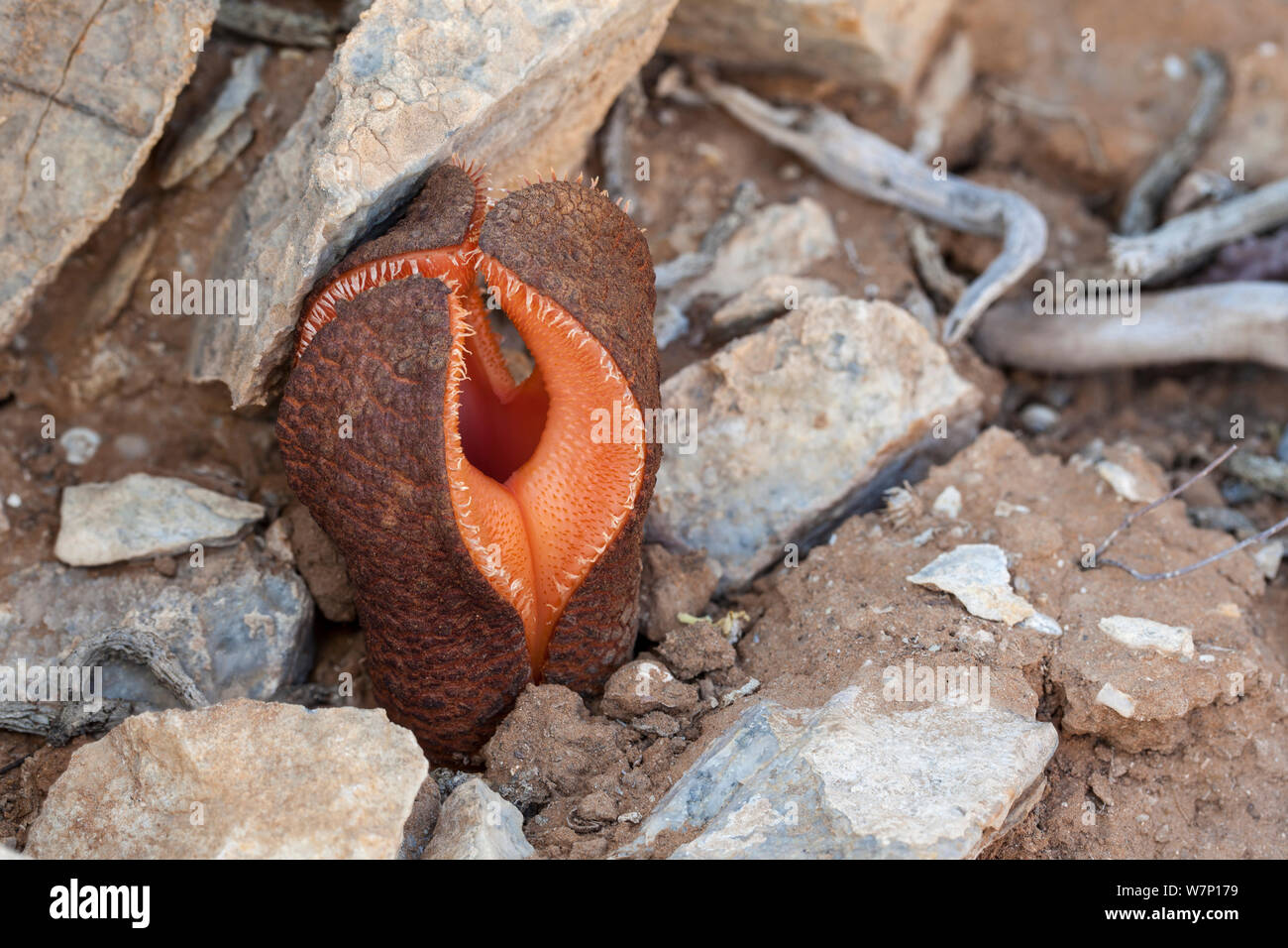 Hydnora Africana Underground