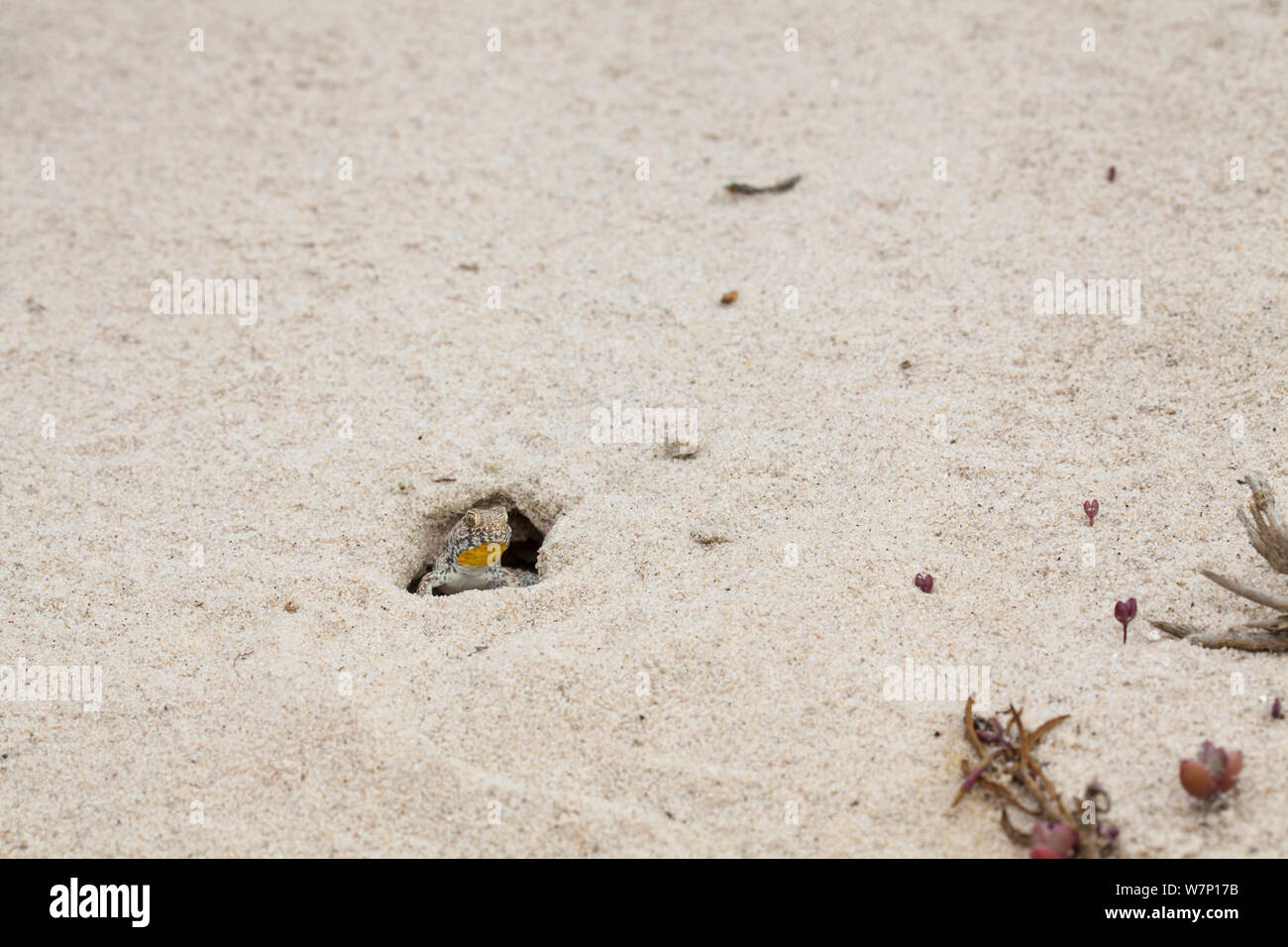 Common Barking Gecko (Ptenopus garrulus) male at entrance to burrow ...