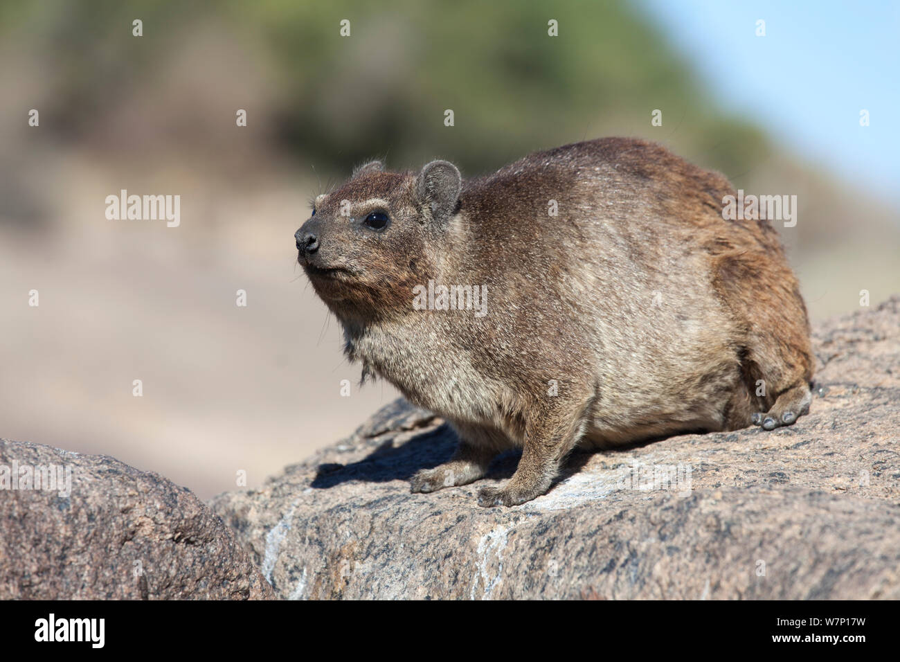 Africa Rock Hyraxes High Resolution Stock Photography and Images - Alamy