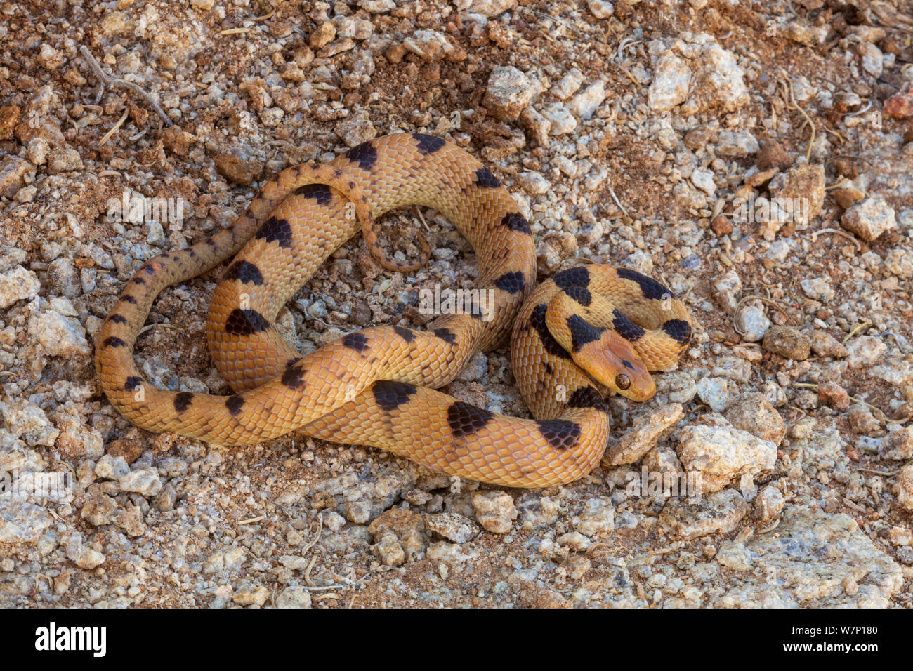 Namib Tiger Snake (Telescopus beetzii). Springbok, South Africa ...