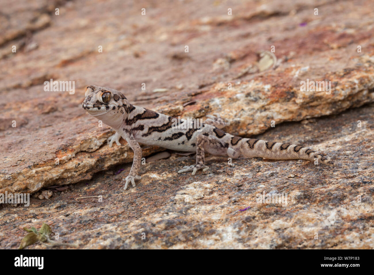 Marico Gecko (Pachydactylus mariquensis). Springbok, Namaqualand, South ...