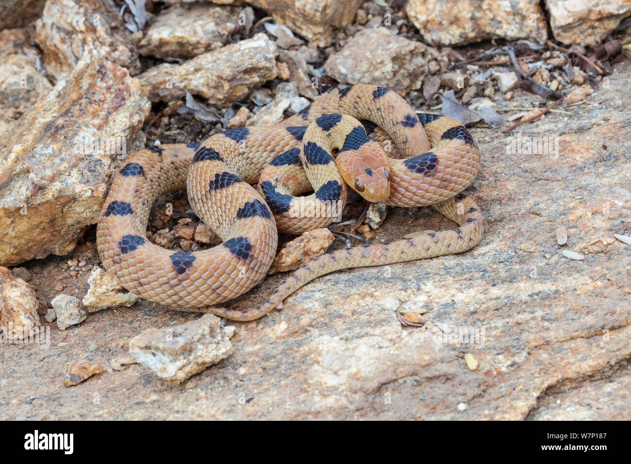 South African Split Snake