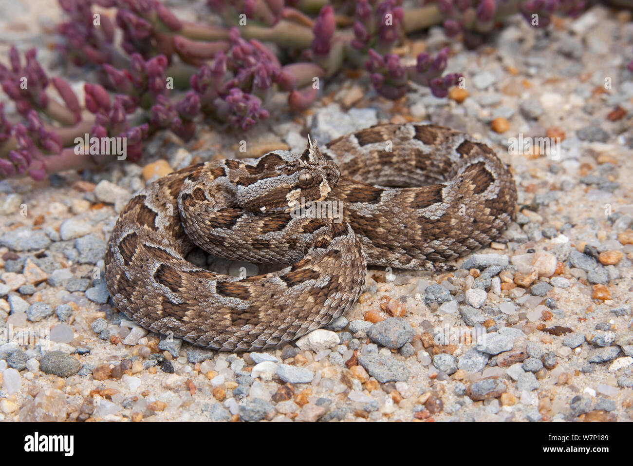 Many horned adders hi-res stock photography and images - Alamy