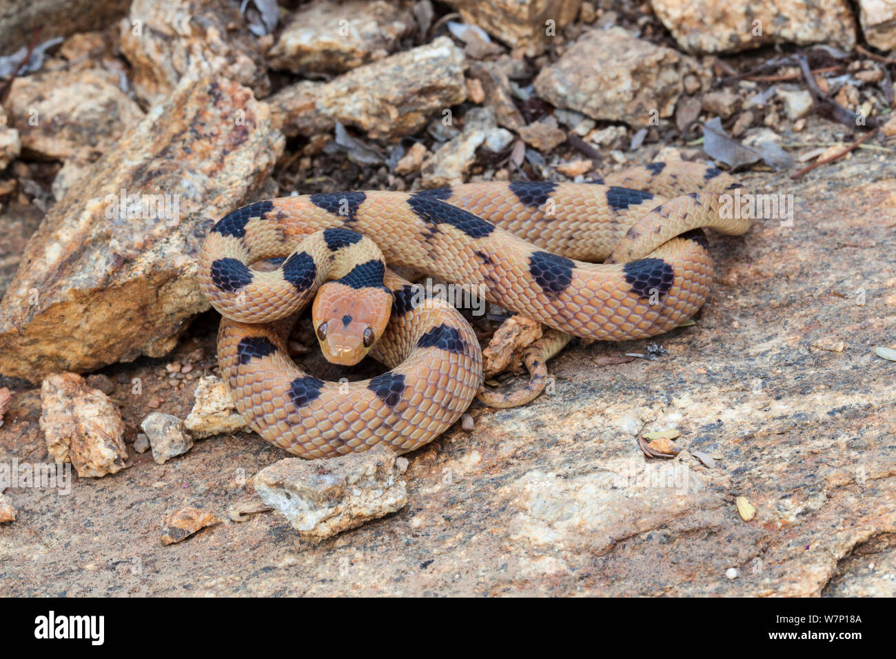South africa snakes hi-res stock photography and images - Alamy