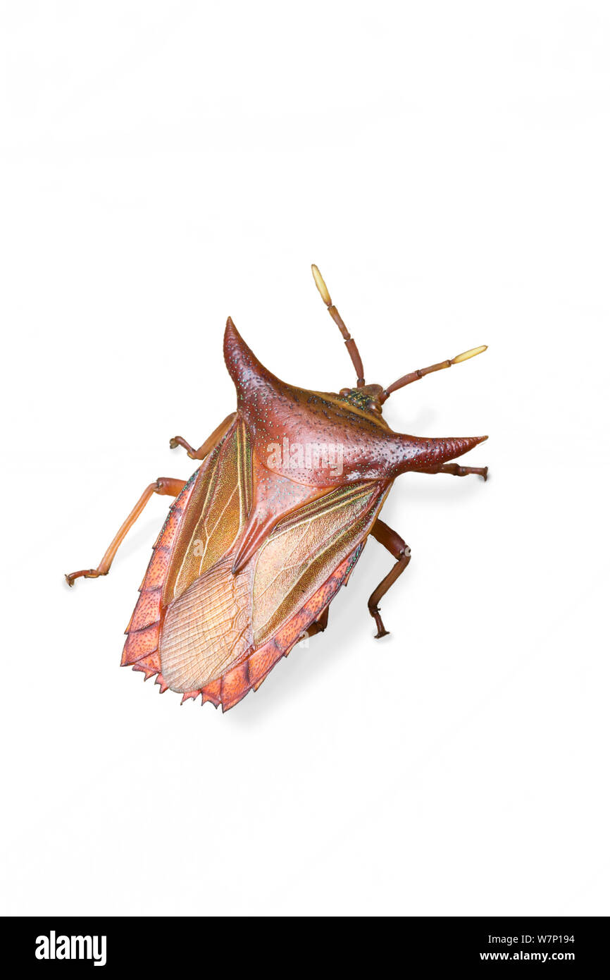 Shield bug (possibly Pygoplatys acutus). Danum Valley, Sabah, Borneo ...