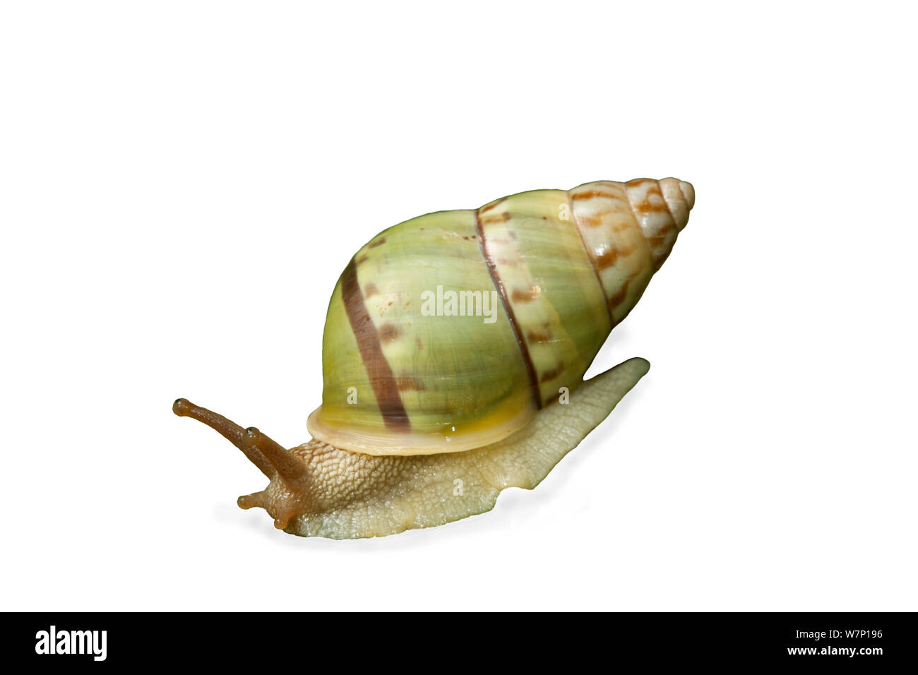 Green tree snail (Papustyla sp.), Mulu, Sarawak, Borneo Stock Photo - Alamy