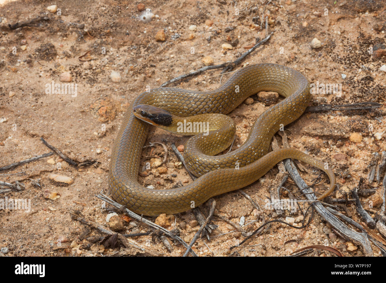 Red lipped herald snake hi-res stock photography and images - Alamy