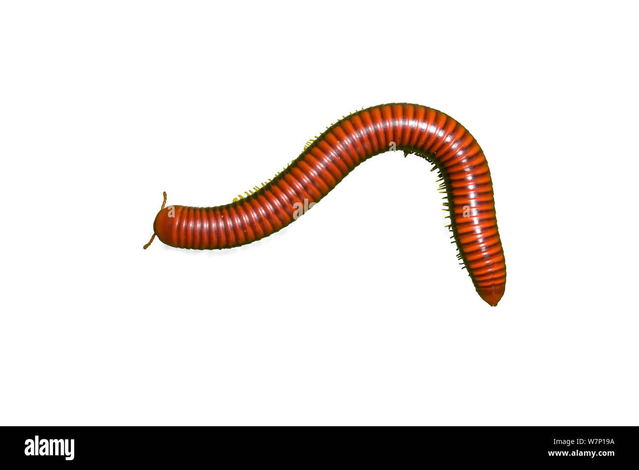 Fire millipede (Diplopoda sp.), Mulu, Sarawak, Borneo Stock Photo - Alamy