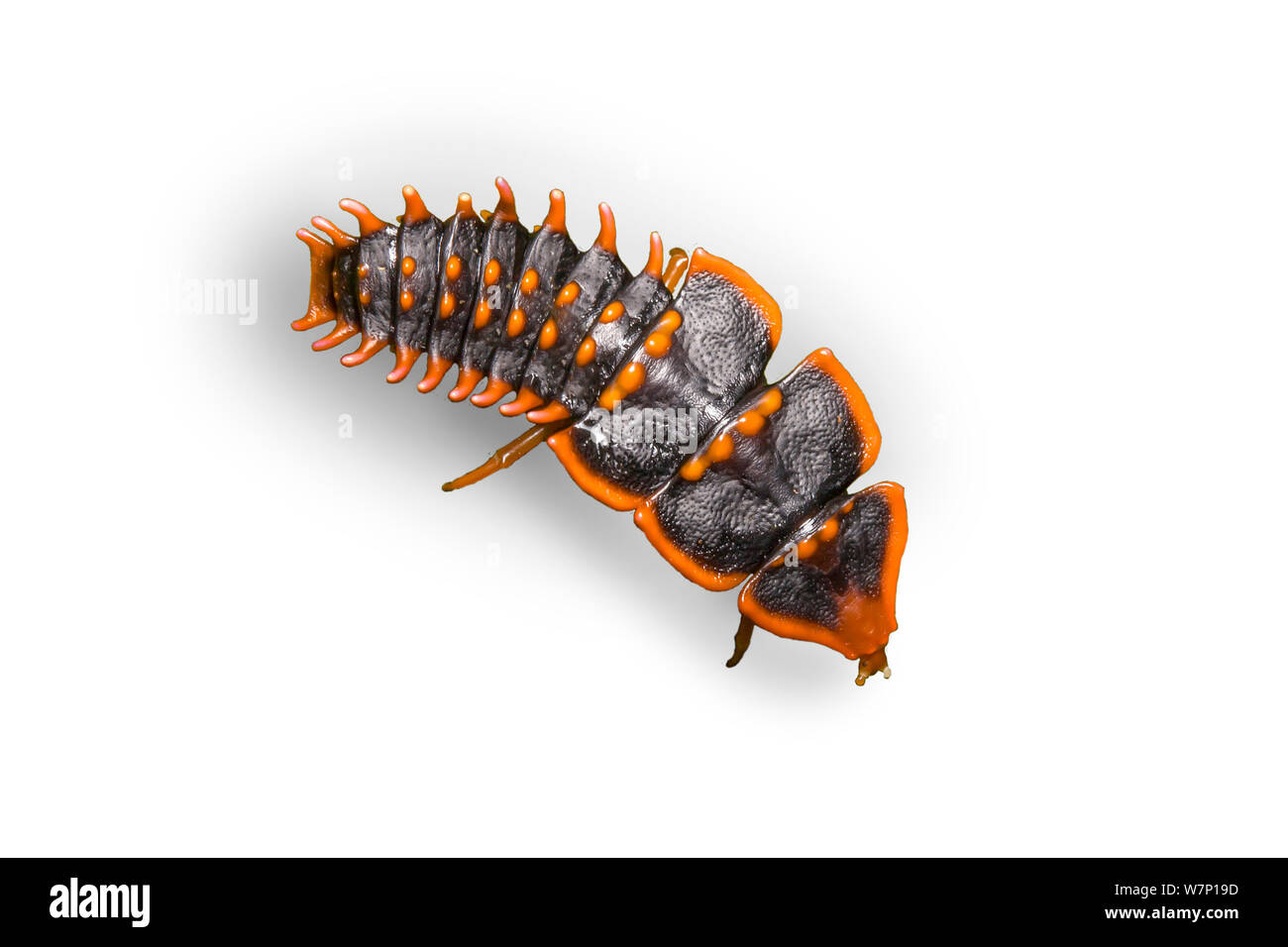 Trilobite beetle (Duliticola hoiseni). Kinabalu National Park, Sabah ...