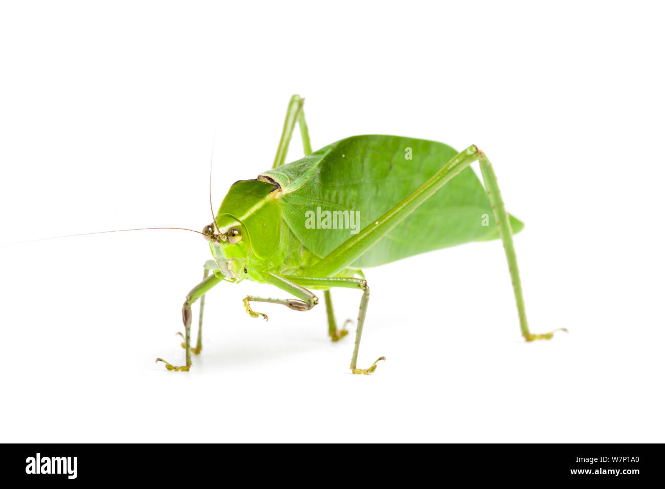 Giant Florida katydid (Stilpnochlora couloniana / incisa). Captive ...