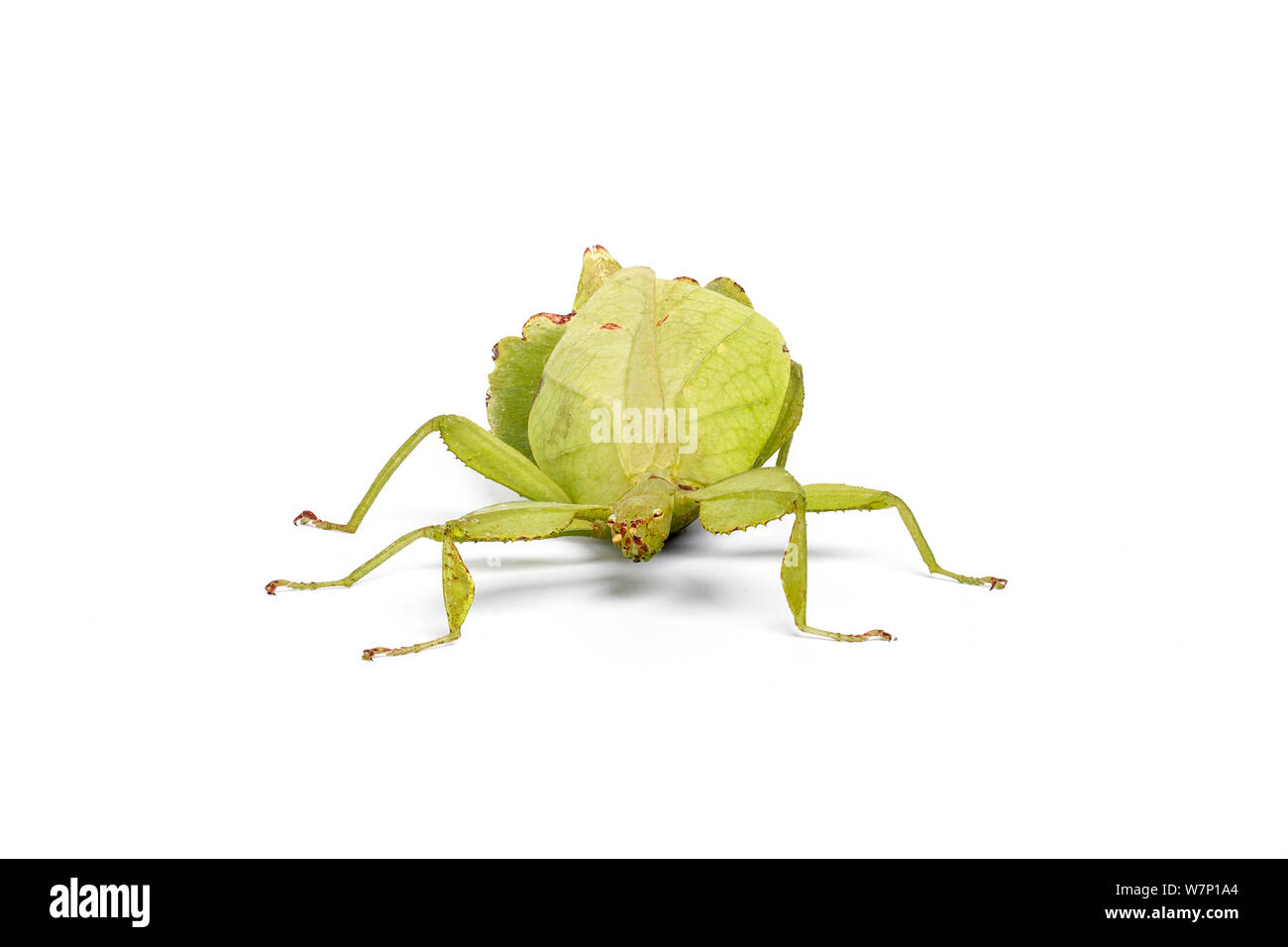 Phyllium species hi-res stock photography and images - Alamy