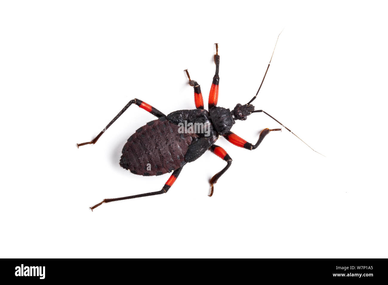 White-spotted assassin bug (Platymeris biguttata) nymph Stock Photo - Alamy